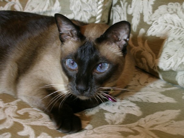 Siamese Cat Palette: Any Ideas?? - WetCanvas: Online Living for Artists