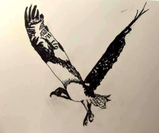 WDE Dec 20 Osprey in Flight - WetCanvas: Online Living for Artists