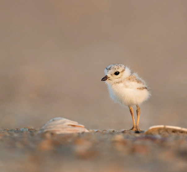 Baby Sandpiper