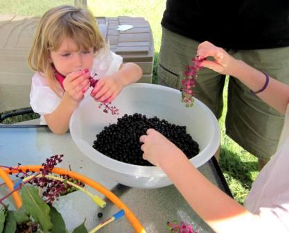 Homemade pokeweed berry ink - WetCanvas: Online Living for Artists