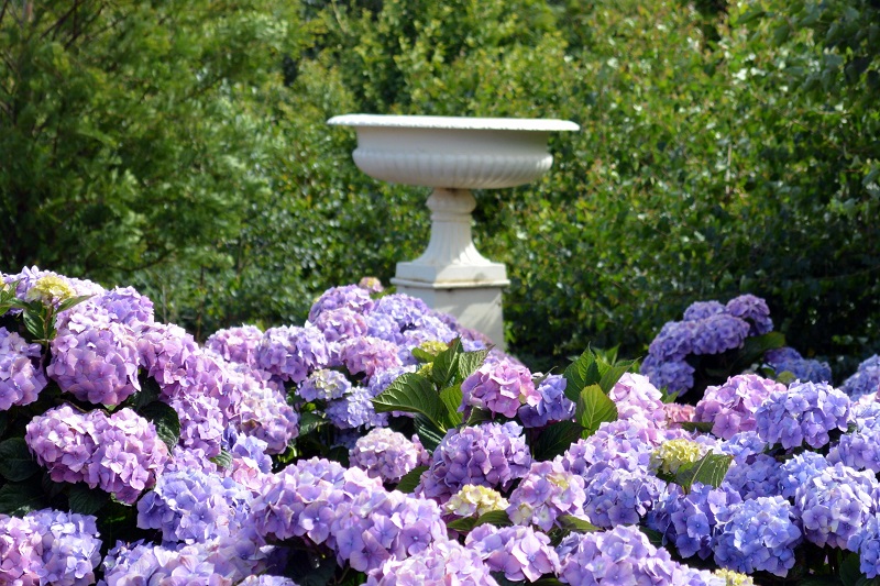 MARCH Plant Parade ~ Purple Flowers - WetCanvas: Online Living for Artists