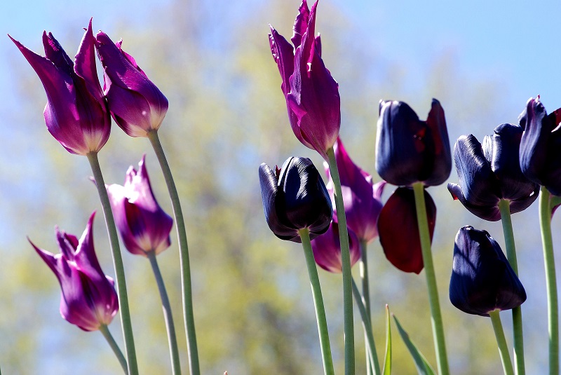 MARCH Plant Parade ~ Purple Flowers - WetCanvas: Online Living for Artists