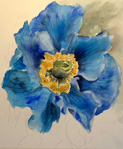 WIP-Himalayan Blue Poppy - WetCanvas: Online Living for Artists