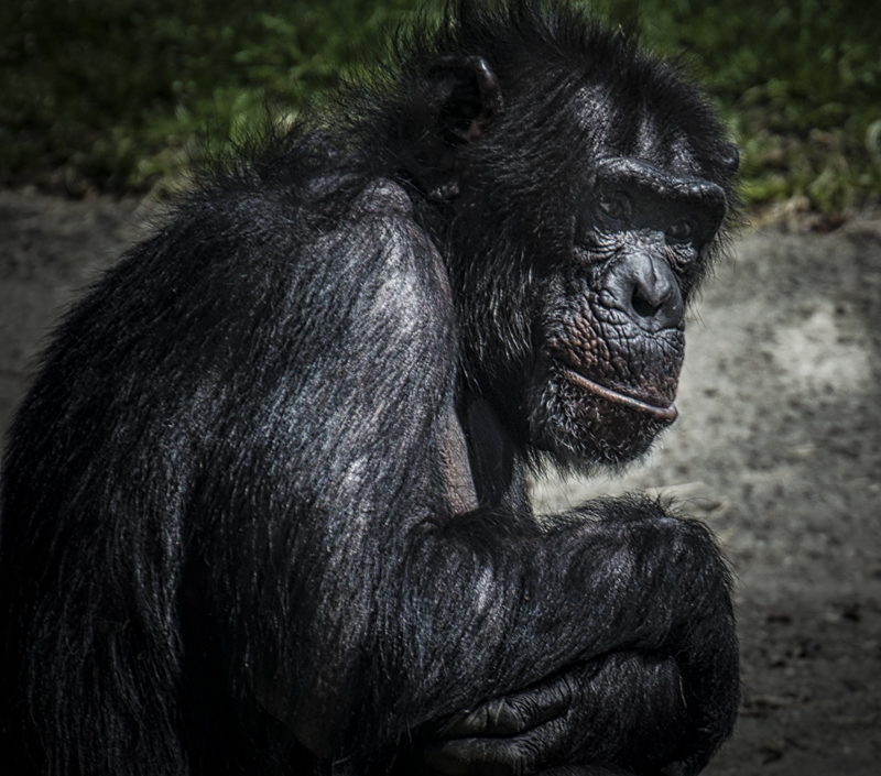 Going Ape - WetCanvas: Online Living for Artists