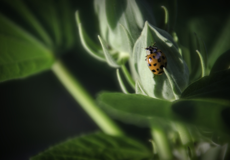 Shutterbug Pub Daily, Sunday, December 30, 2018 - WetCanvas: Online ...