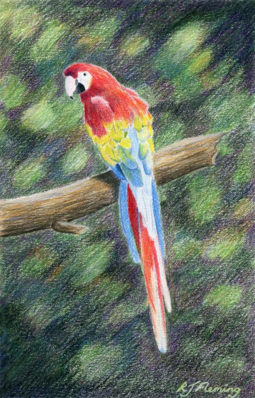 Scarlet Macaw and Experiments with Brush and Pencil Products ...