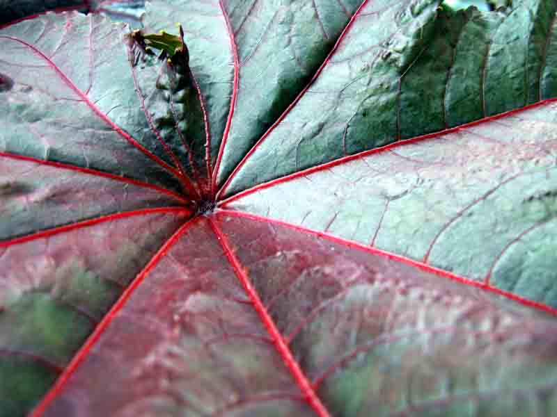 February Plant Parade Challenge - WetCanvas: Online Living for Artists