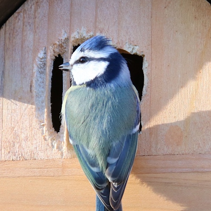 June Animal & Wildlife Challenge - WetCanvas: Online Living for Artists