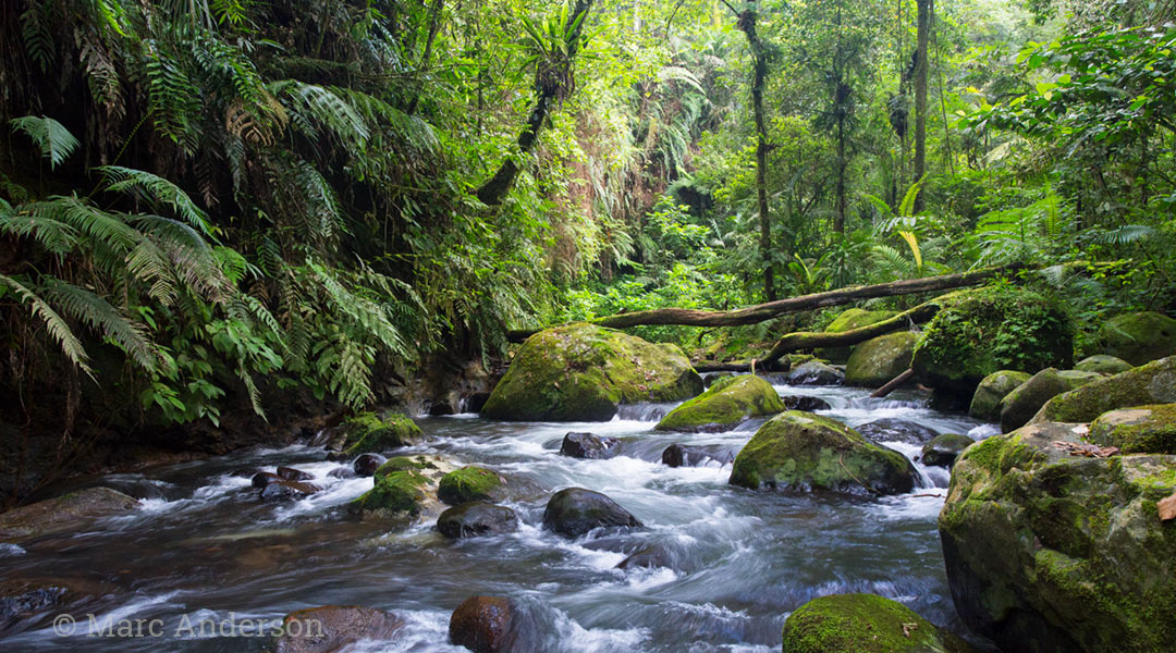 Mountain Stream | Wild Ambience