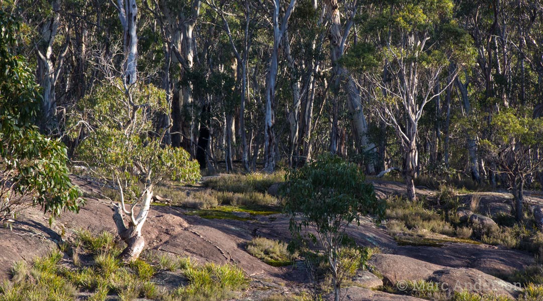 Snow Gum Forest | Wild Ambience