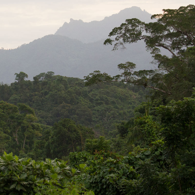Dewdrops in Fiji's Rainforest - Wild Ambience