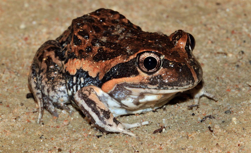 Eastern Banjo Frog (Pobblebonk) Calls | Wildlife Sounds by Wild Ambience