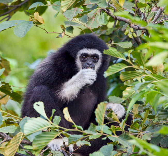 White-handed Gibbon Sounds & Calls | Wild Ambience Nature Sounds