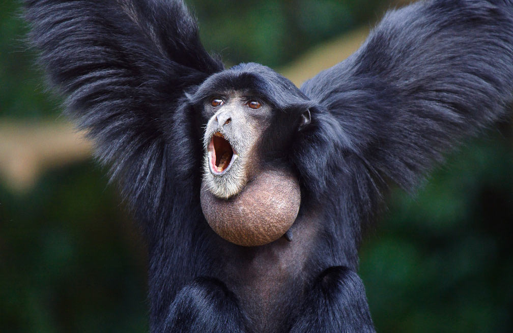 Siamang Sounds & Calls | Wild Ambience Nature Sounds
