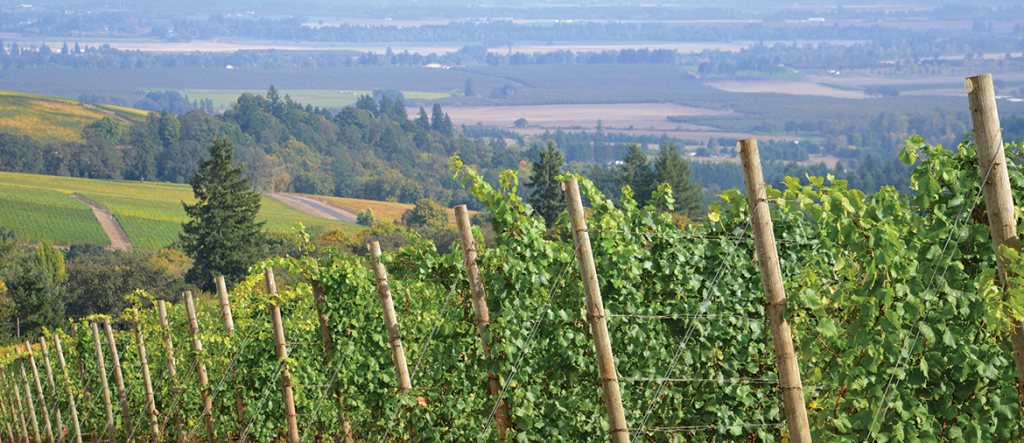 The 15 Best Oregon Pinot Noir | WineCountry.com