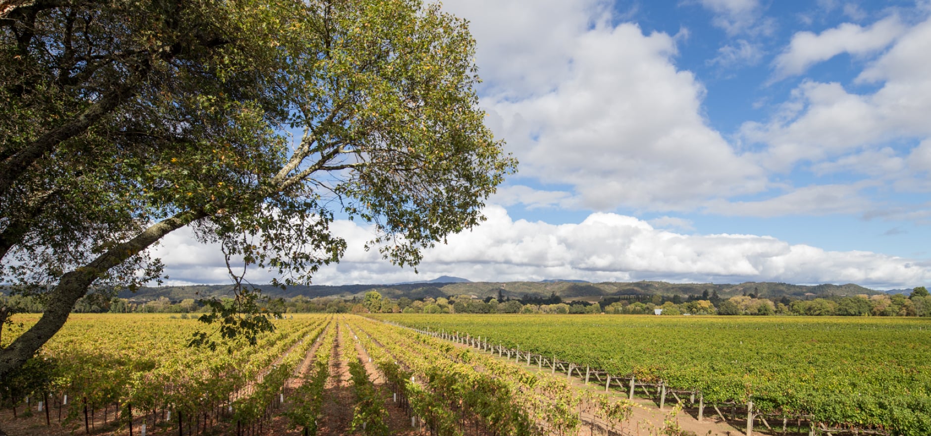 WineCountry Zoom Backgrounds to Download - WineCountry.com