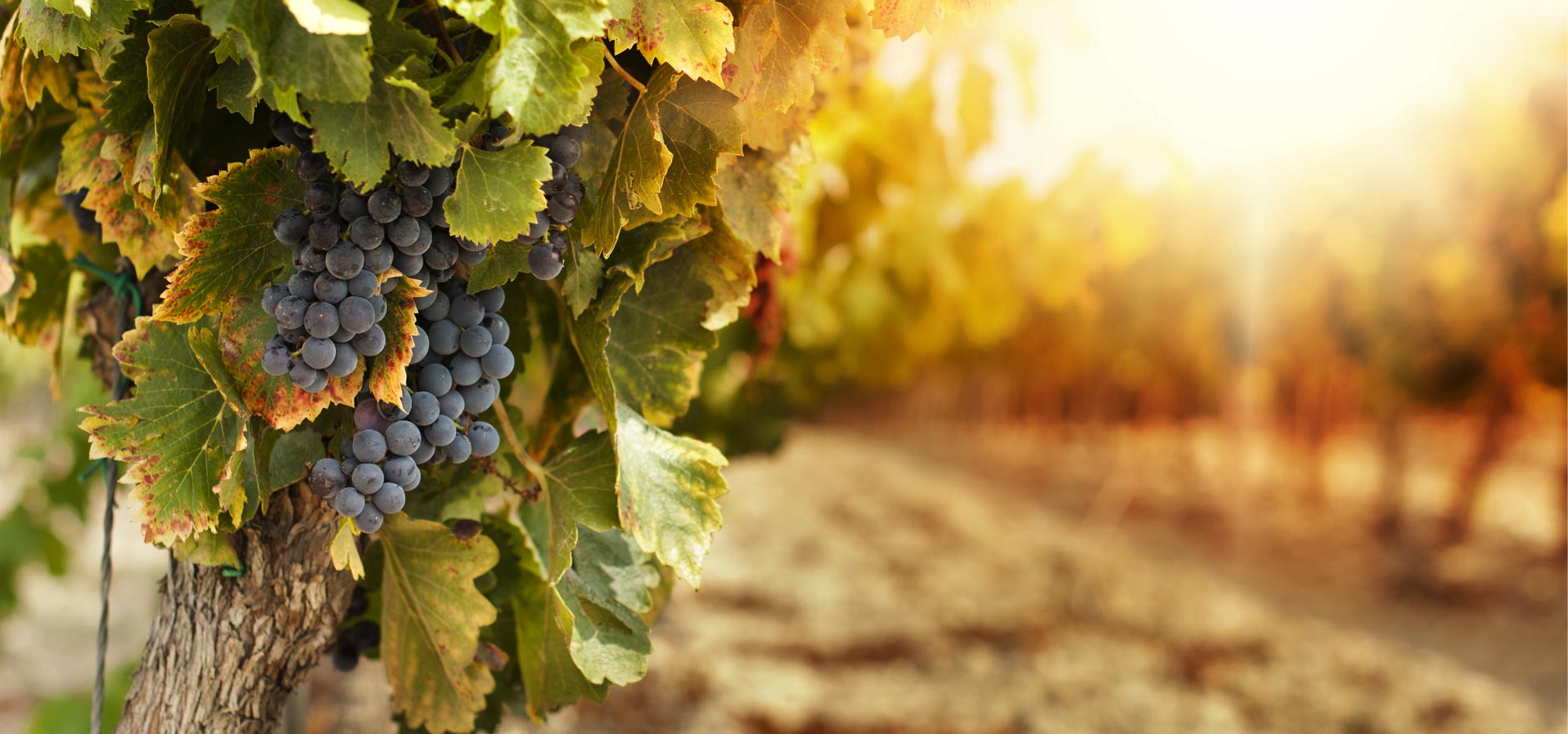 Top 7 U.S. Wine Regions to Visit in 2023 - WineCountry.com