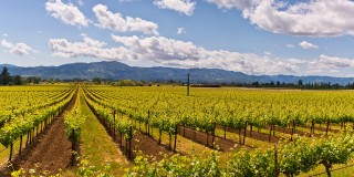 Napa Valley Wineries - Compare 2021's Best Wineries