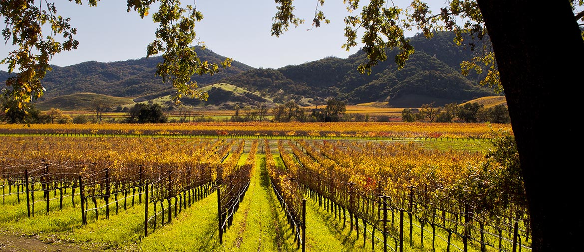 Napa Valley Wineries - Compare 2018's Best Wineries