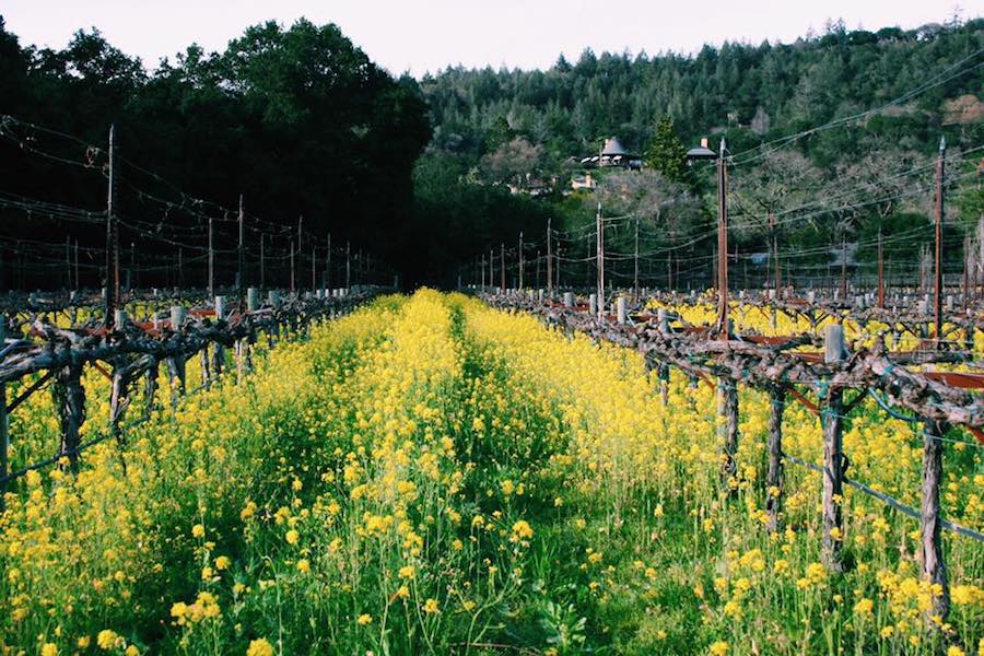 8 Reasons Napa Valley Is So Awesome In The Summer - NapaValley.com