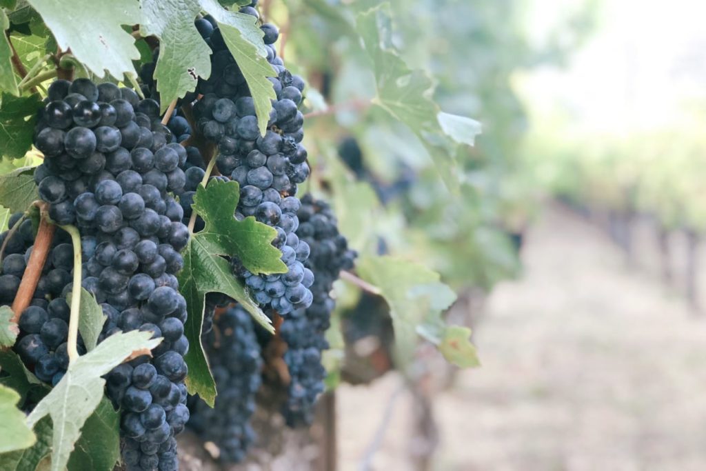 One-Day Napa Valley Cabernet Tasting Itinerary - NapaValley.com