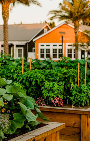 Napa Valley Harvest Season: A Traveler’s Guide - NapaValley.com