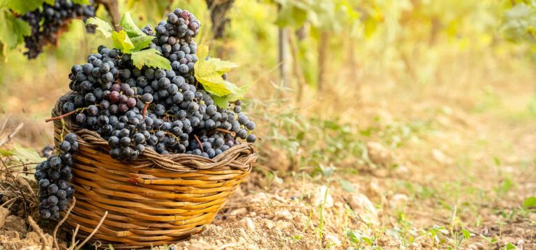 Napa Valley Harvest Season: A Traveler’s Guide - NapaValley.com