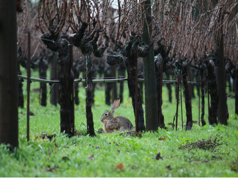 Go Green In 2017 Sonoma County’s Biodynamic Wineries - Sonoma.com