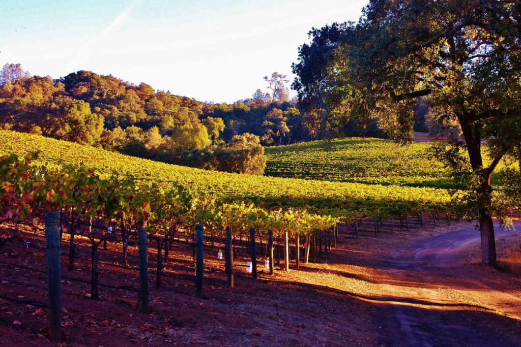 A Guide to Alexander Valley Cabernet Sauvignon - Sonoma.com