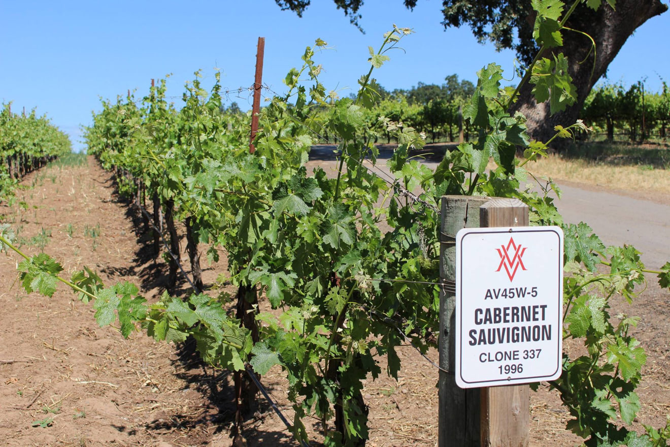 A Guide to Alexander Valley Cabernet Sauvignon - Sonoma.com