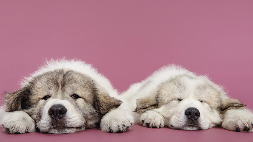 Spotlight: Shaina Fishman - Between Two Dogs | Wonderful Machine