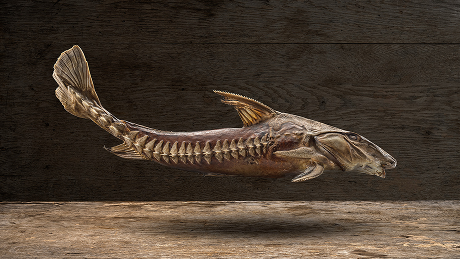 Nick Nacca: Beauty in the Bizarre | Wonderful Machine