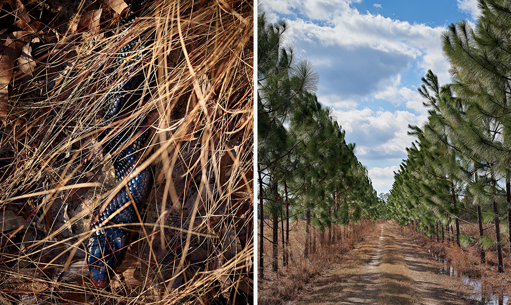 Spotlight: Greg DuPree goes Chasing Snakes | Wonderful Machine