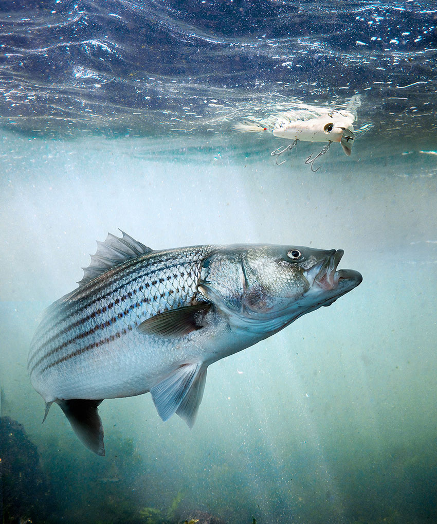 John Kuczala: Fish | Wonderful Machine
