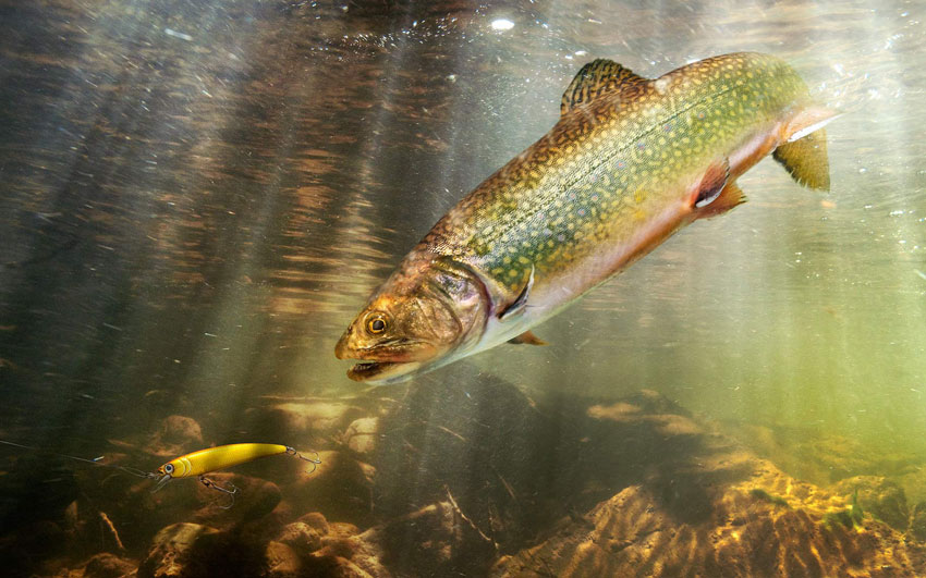 John Kuczala: Fish | Wonderful Machine