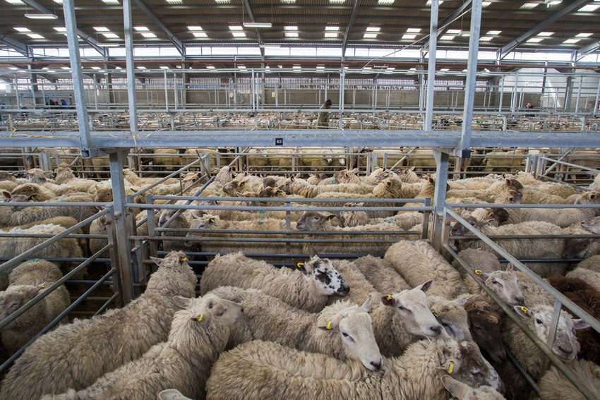 Jonathan Browning: Livestock Markets in England