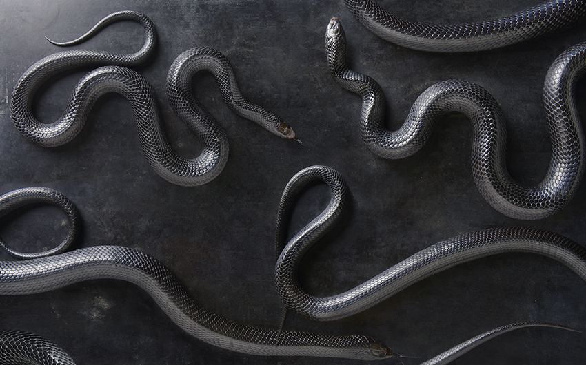 Spotlight: Greg DuPree goes Chasing Snakes | Wonderful Machine