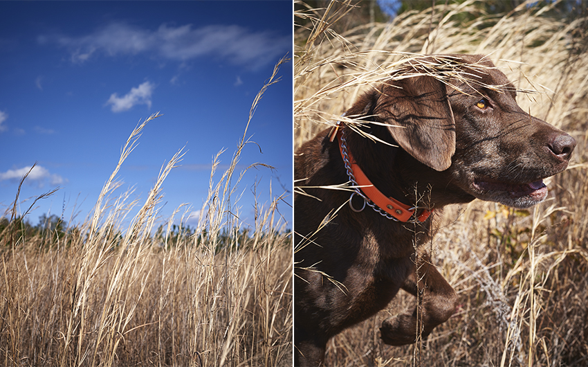 Spotlight: Greg DuPree goes Chasing Snakes | Wonderful Machine