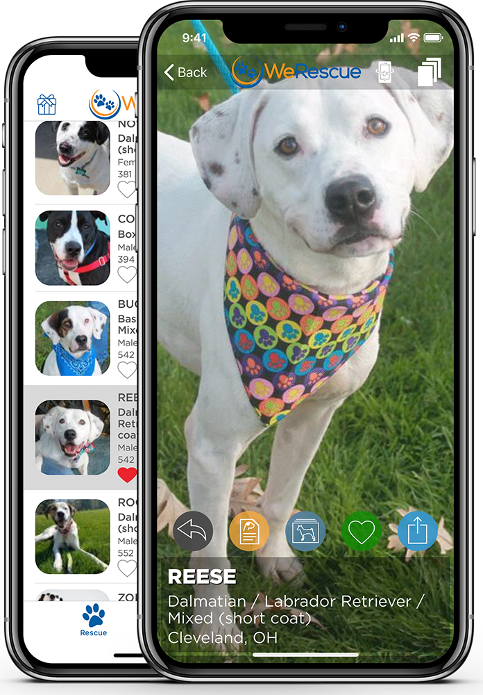 WeRescue - Find the Love of Your Life at a Local Pet Rescue Shelter