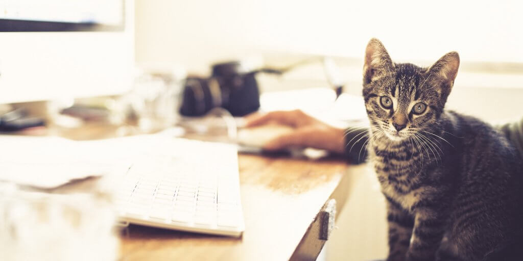5 Valuable Reminders For Project Managers Who Herd Creative Cats | Redbooth