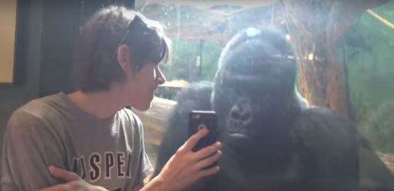 Man Shows Gorilla His Phone the Reaction is Unbelievable - NewsZoom