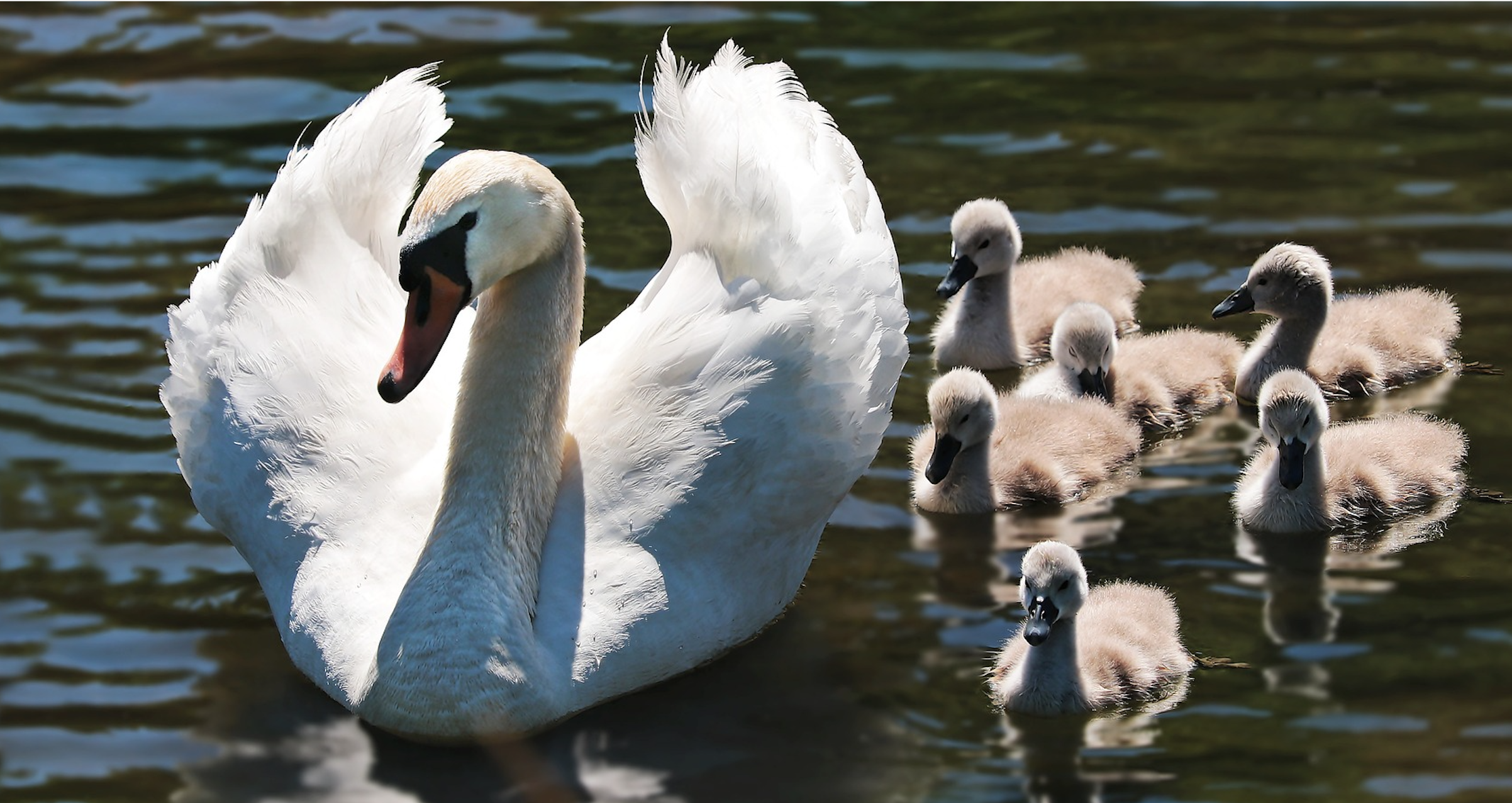 Hamilton's Rule: Calculating Kin Altruism - Shortform Books