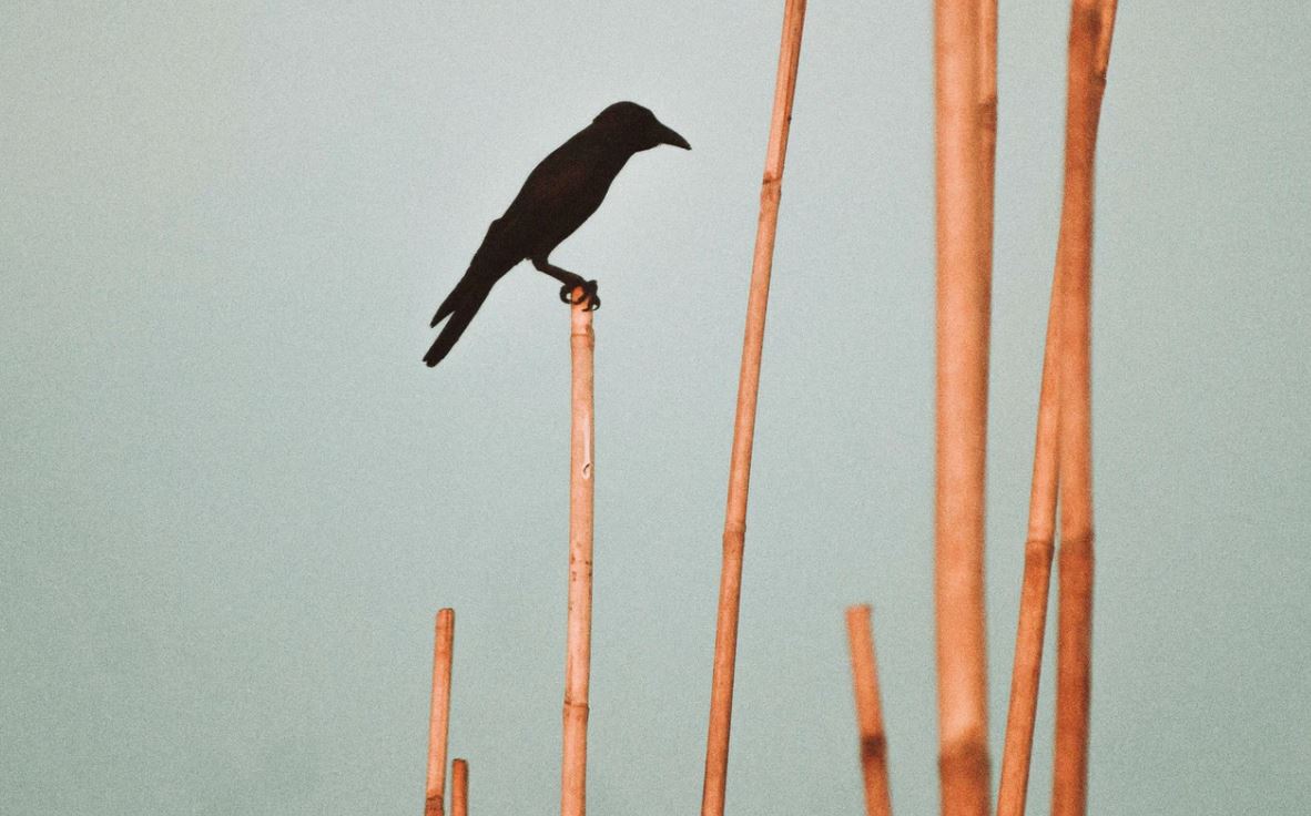 The Full Edward Snowden Timeline: Birth to NSA Leak - Shortform Books