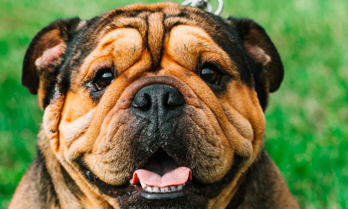 Harry de Vries: The Man Known as "Bulldog" - Shortform Books