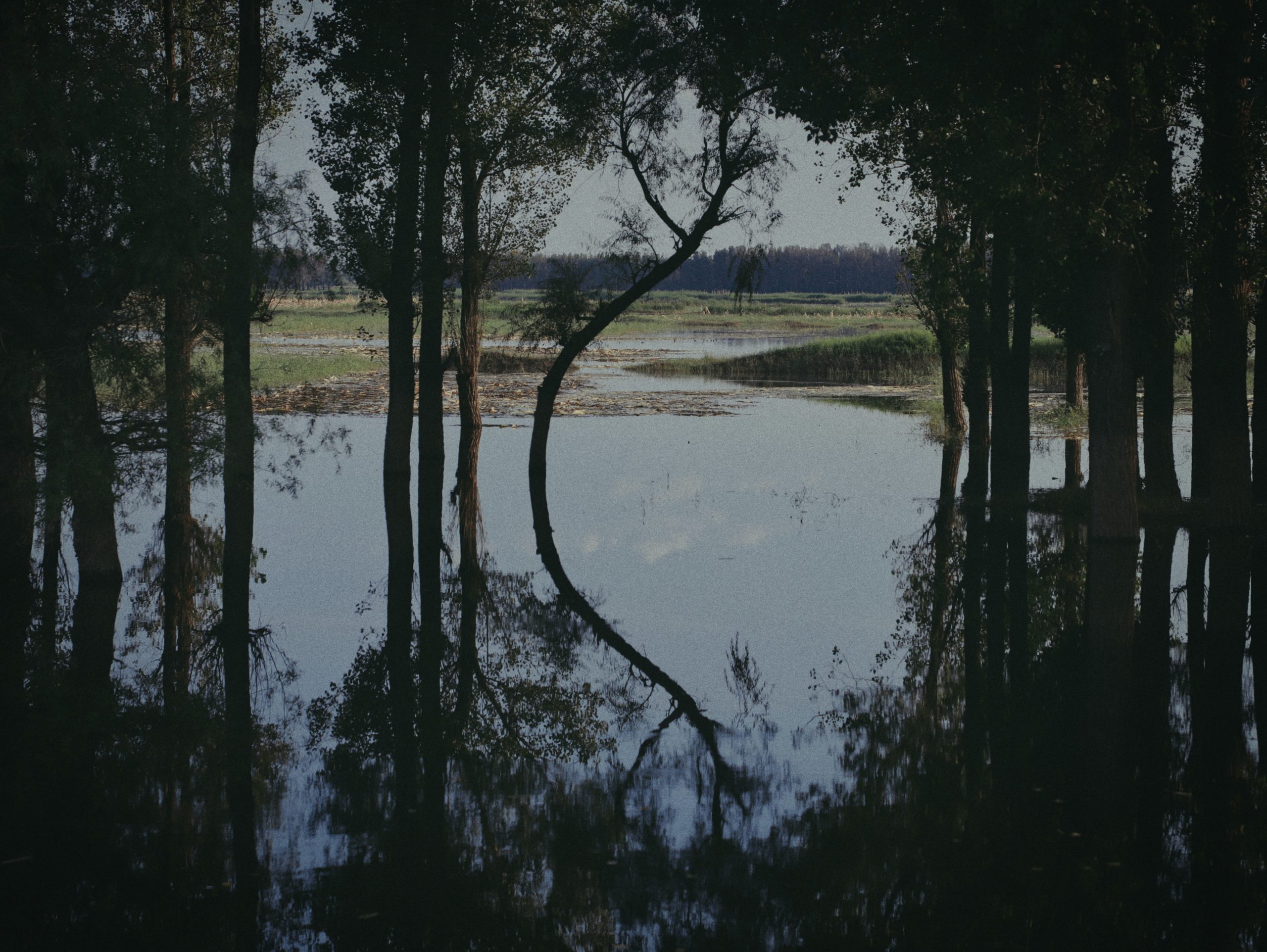 Where the Crawdads Sing: Movie vs. Book - Shortform Books