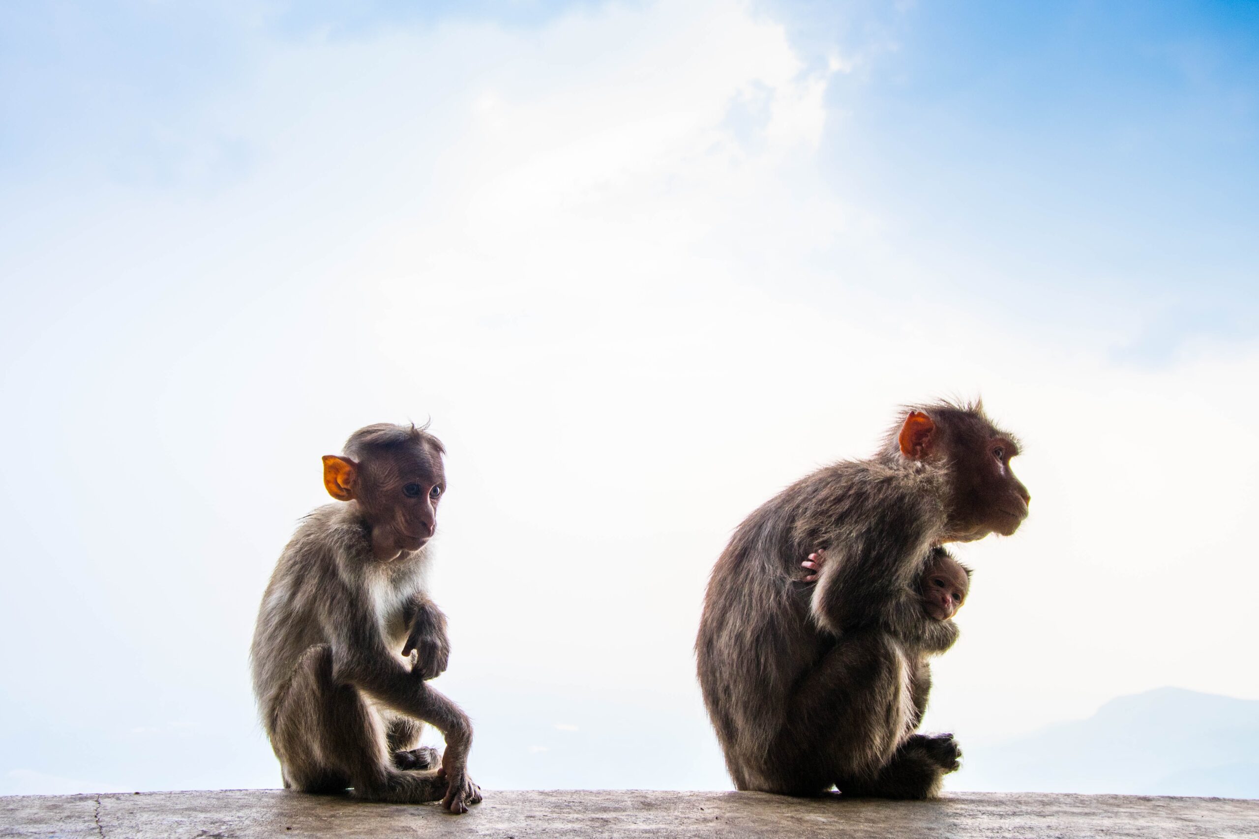 The Reston Monkey House: First US Ebola Outbreak - Shortform Books