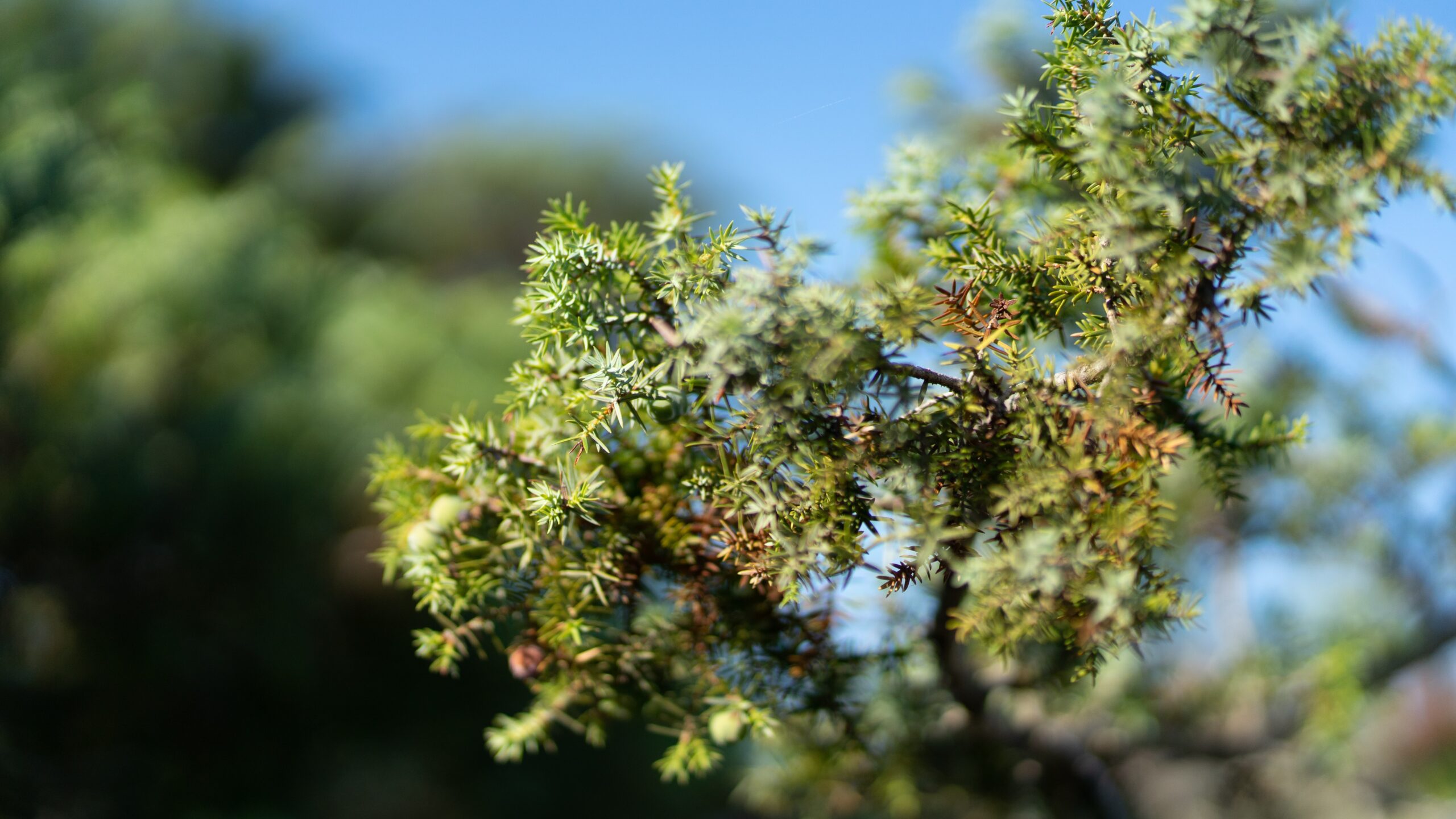 Plant Lectins: How Our Food Fights Back - Shortform Books
