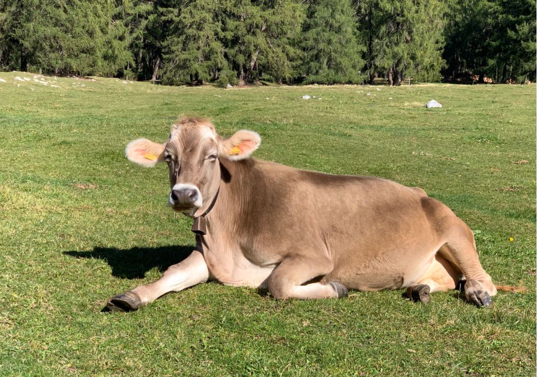 Purple Cow Theory: How to Be Remarkable - Shortform Books