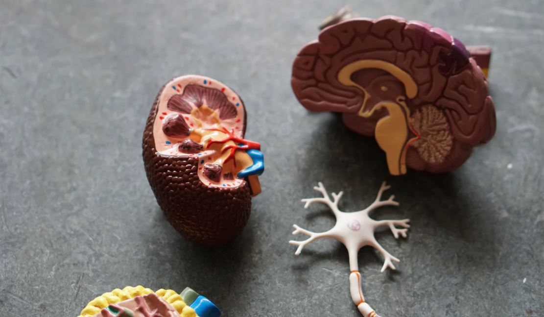 How Does the Human Brain Work? - Shortform Books