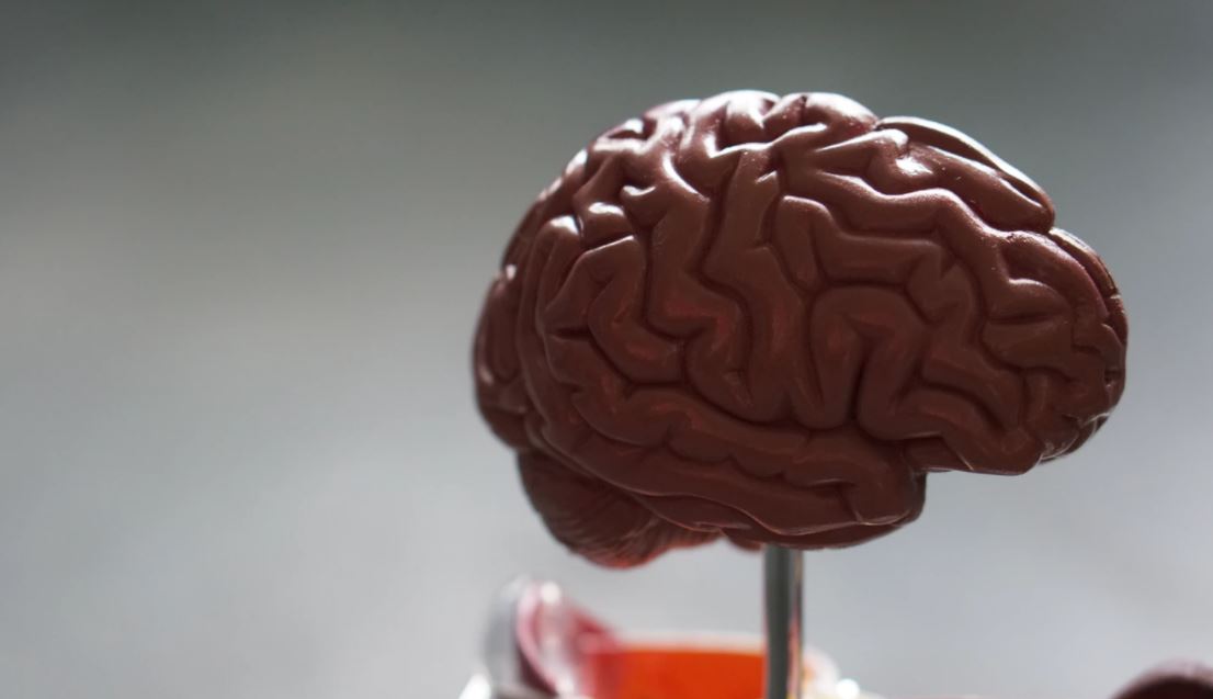 Debunking the Left Brain/Right Brain Myth - Shortform Books